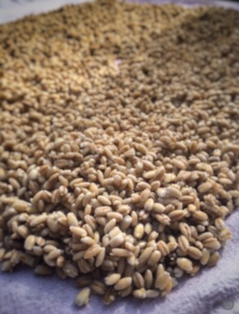 The Mediterranean Triad - Grapes, Grains and Olives: Polentam (Pulmentum)