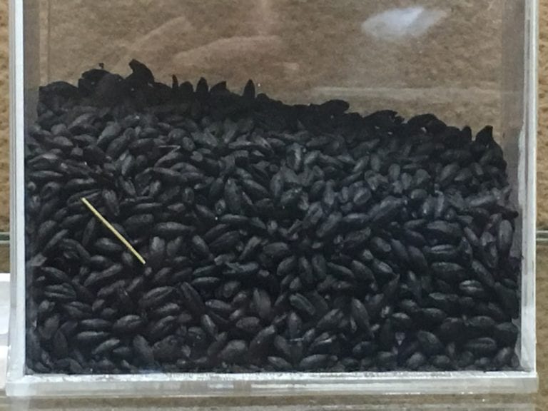 The Mediterranean Triad - Grapes, Grains and Olives: Polentam (Pulmentum)