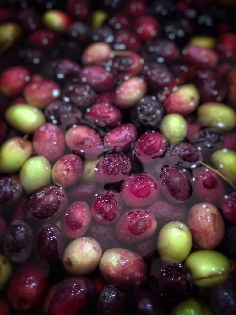 The Mediterranean Triad – Grapes, Grains and Olives: Cato's Olives in Brine