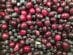 The Mediterranean Triad – Grapes, Grains and Olives: Cato's Olives in Brine